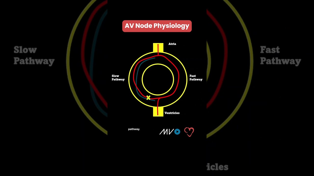 AV Node Physiology: Fast vs. Slow Pathways 🐇🐢