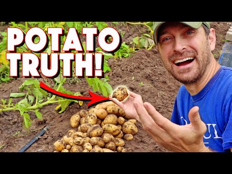 When To Dig Potatoes, Or How To Determine That Potatoes Are Ripe - Rich ...