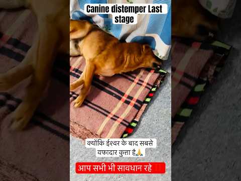 Canine distemper Of Dogs diseases #petlover #viralvideo #shortsviral #caninedistemper #distemper