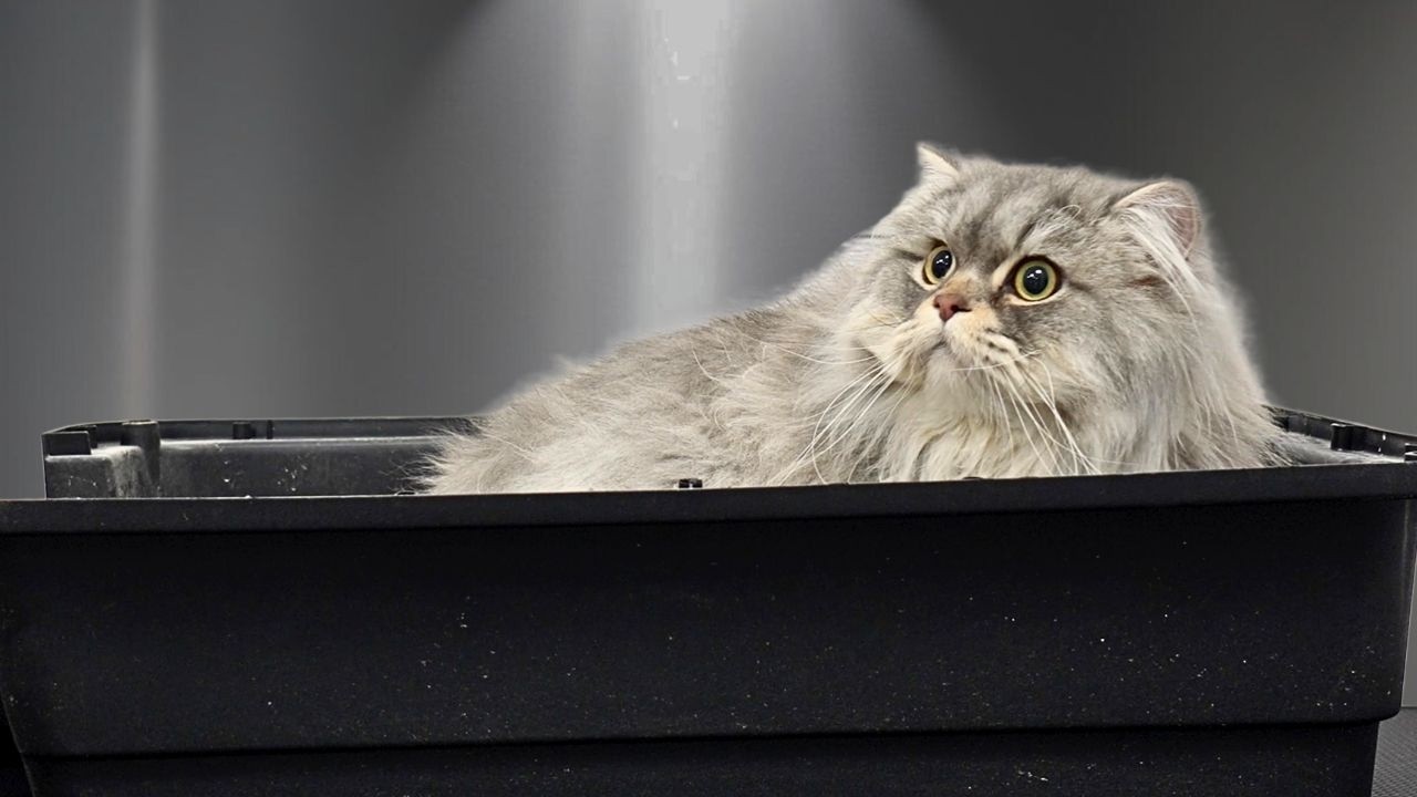 This Cat Was Suspiciously Perfect...