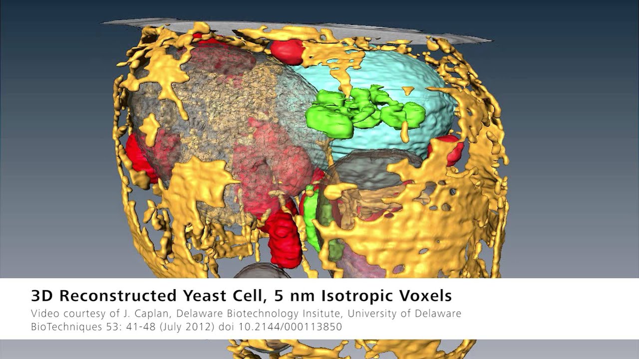 ZEISS 3D Electron Microscopy for Life Sciences