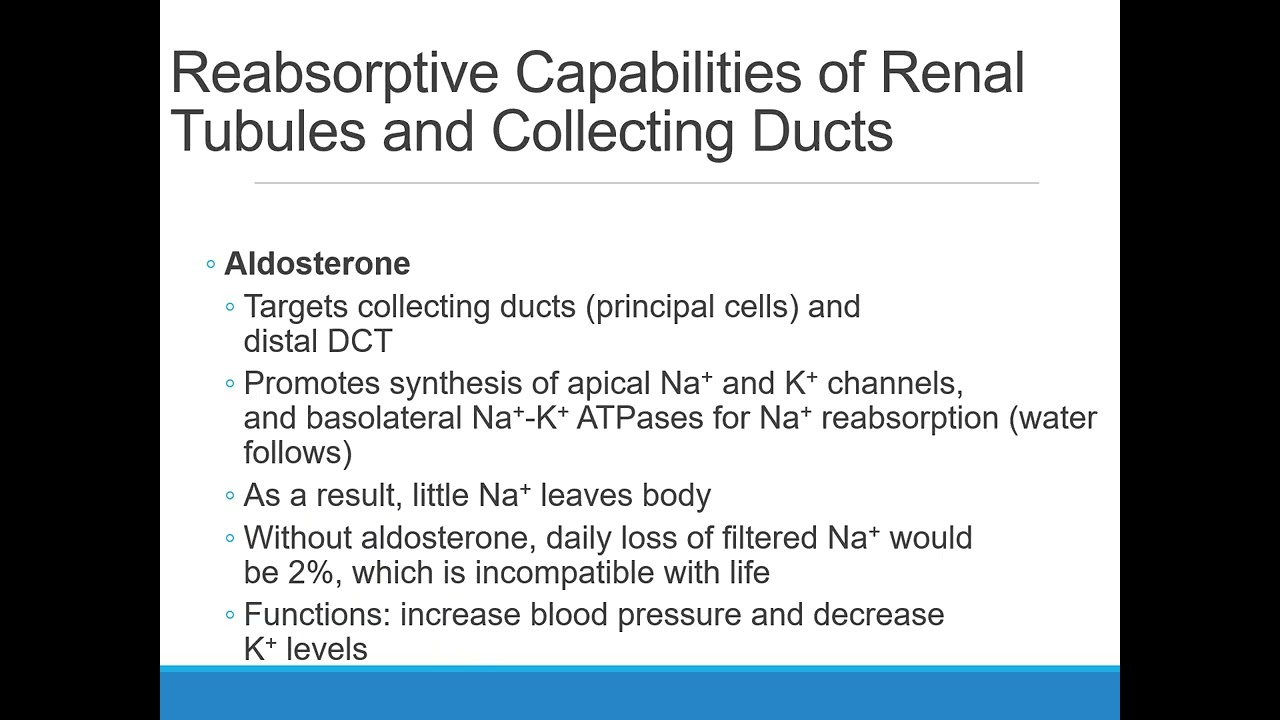 BIO 211 Urinary System PPT Part B Recorded