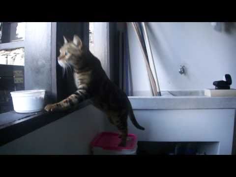 the intelligence level of cats | G3VS Research