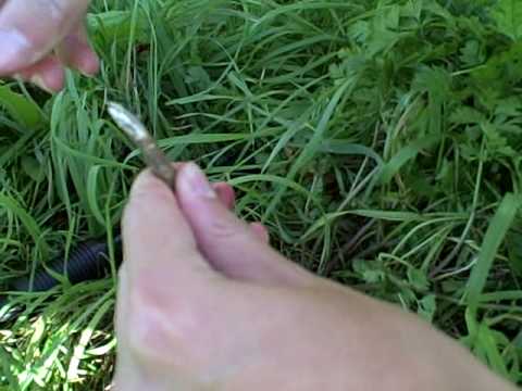 Edible Wild Plants: Wild Carrot - Daucus carota (Wilderness Survival skills and courses)