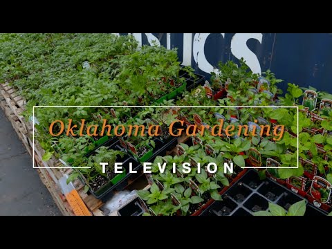 Tomato Shopping