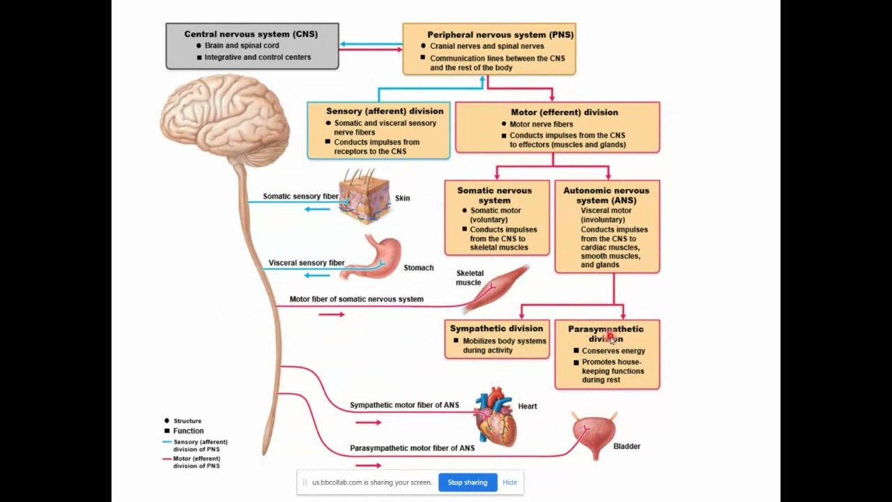 Unit 3 Exam   Overview of Chapter 12
