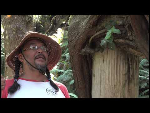 Vancouver Island Tree Stories WESTERN RED CEDAR (TRADITIONAL)