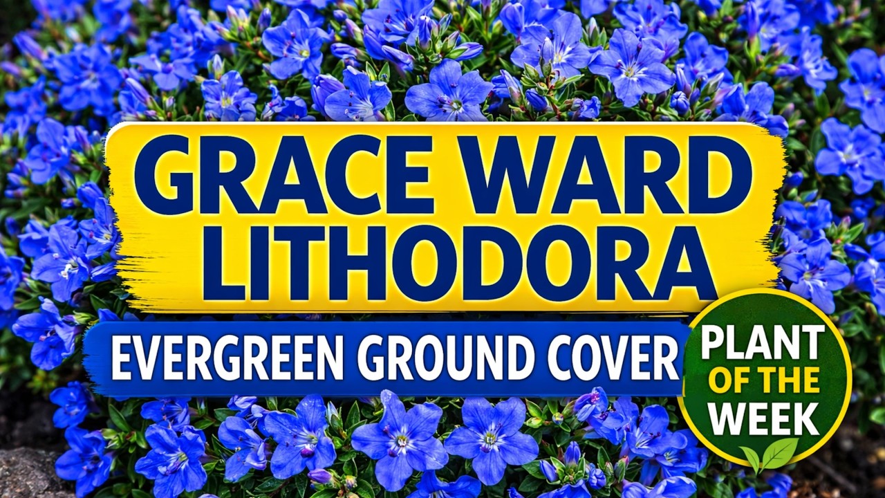 Grace Ward Lithodora – Evergreen Ground Cover With Stunning Blue Flowers