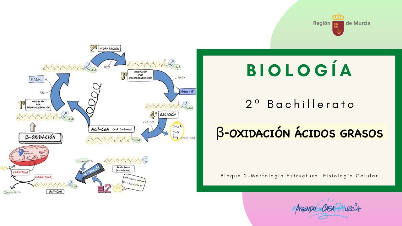 BETA OXIDATION OF FATTY ACIDS