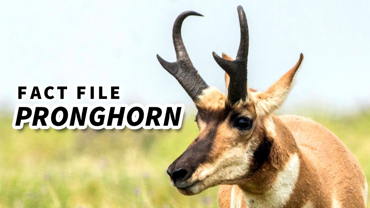 Pronghorn Facts: the American 