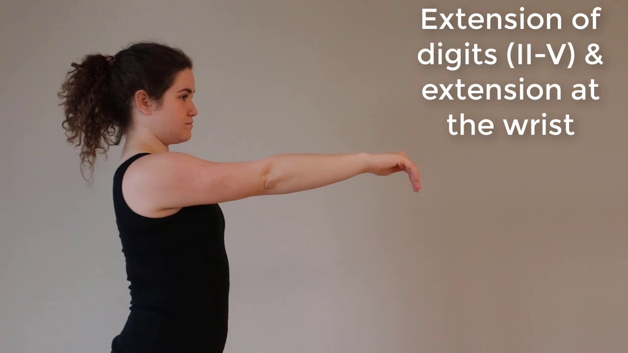 Muscle Actions: Extensor Digitorum