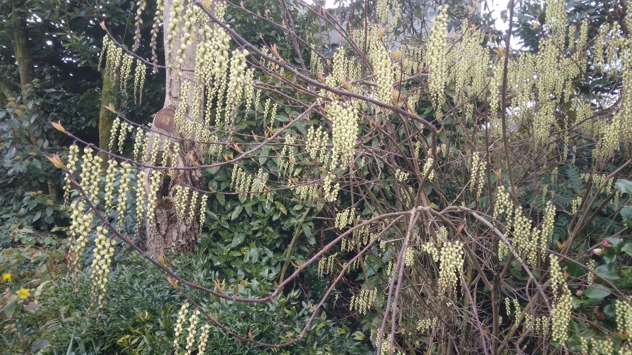 Deco jap : Stachyurus praecox
