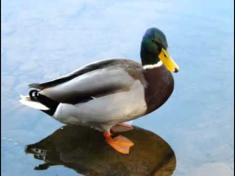 Mallard Facts - Facts About Mallards