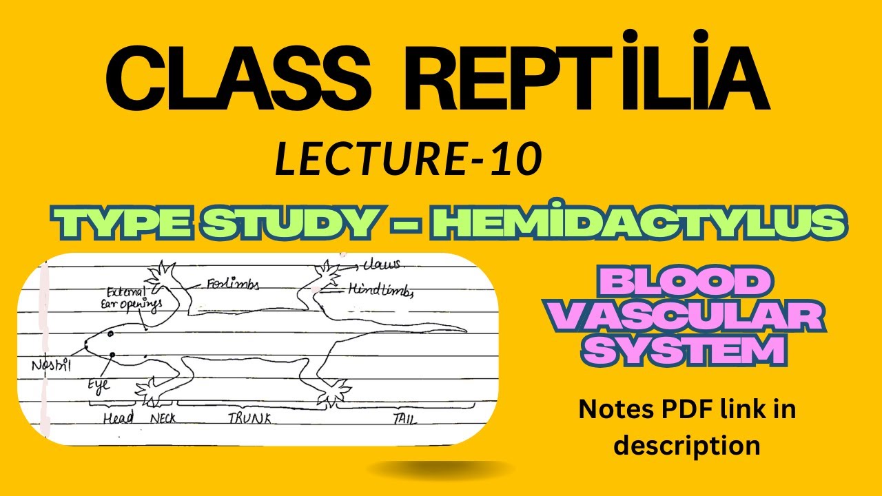 Blood Vascular System of Hemidactylus | Reptiles | Notes pdf link in description.