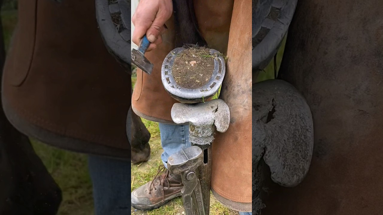 shoe change #horse #hoof #animal #satisfying #asmr #foryou