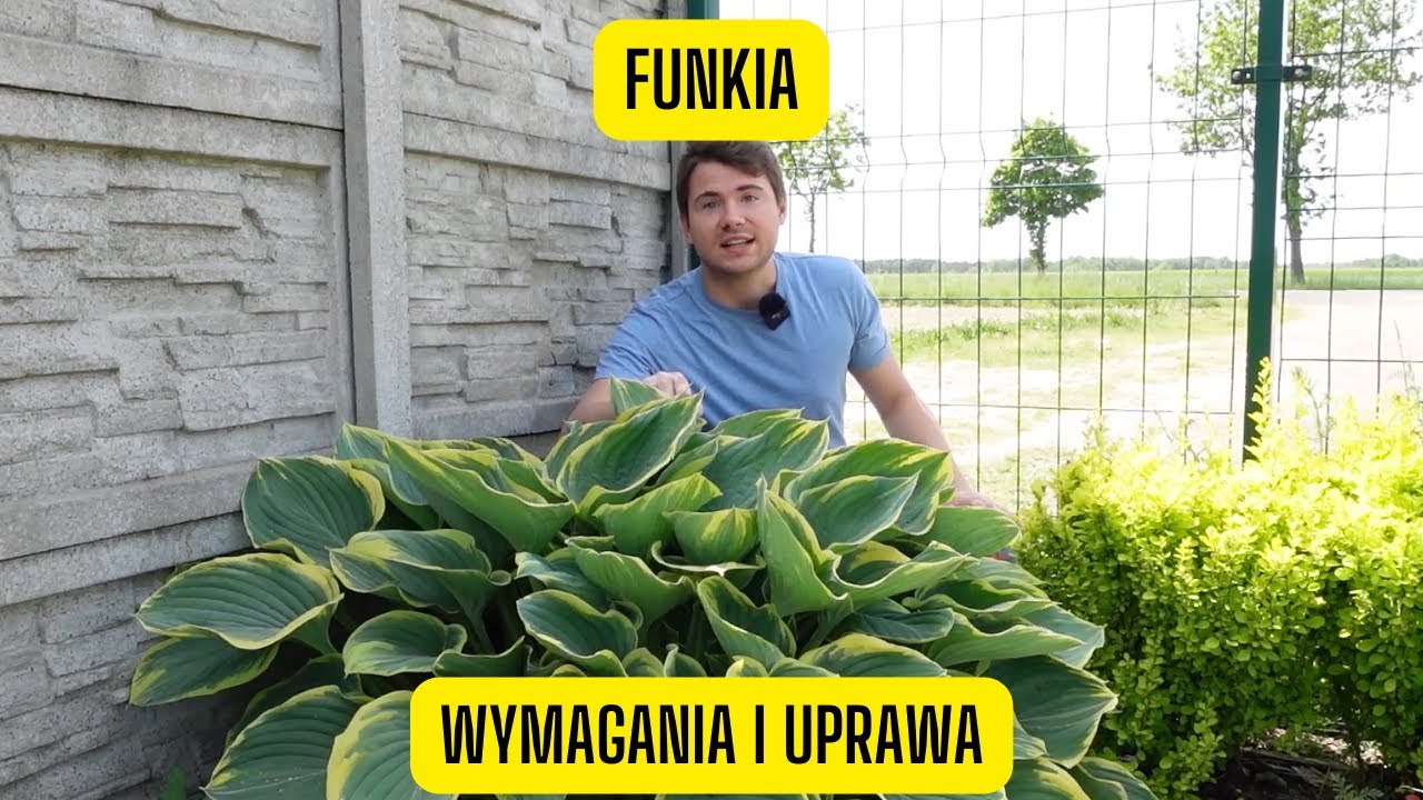 Funkia – jak uprawiać hostę w cieniu (Piękna bylina o niezwykłych liściach)