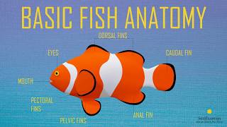 Fish Anatomy | Smithsonian Institution
