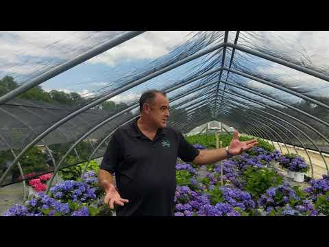 Let's Dance® Hydrangeas at East Coast Nurseries