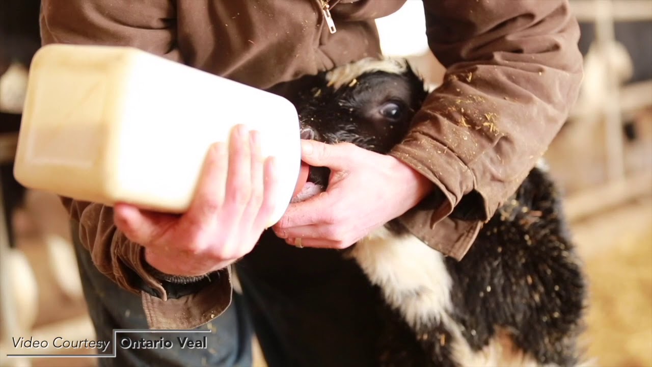 Dairy School: Focusing on calf health reduces mortality