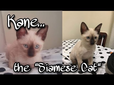 My Name is "KANE"//Siamese Cat//The New Member of the Family