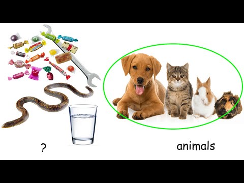 American Sign Language ASL Video Dictionary - distinctive