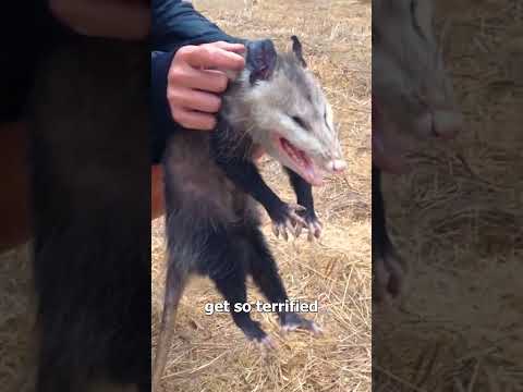 Why Opossums Play Dead 🤔