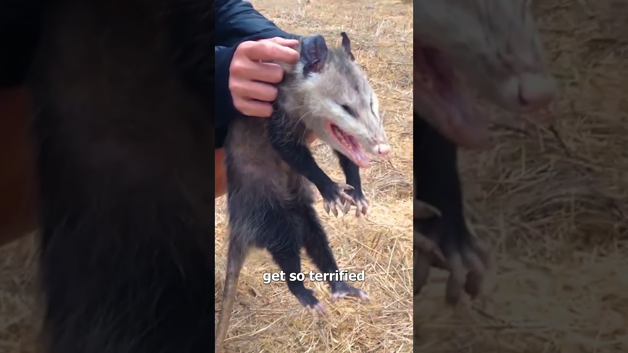 Why Opossums Play Dead 🤔
