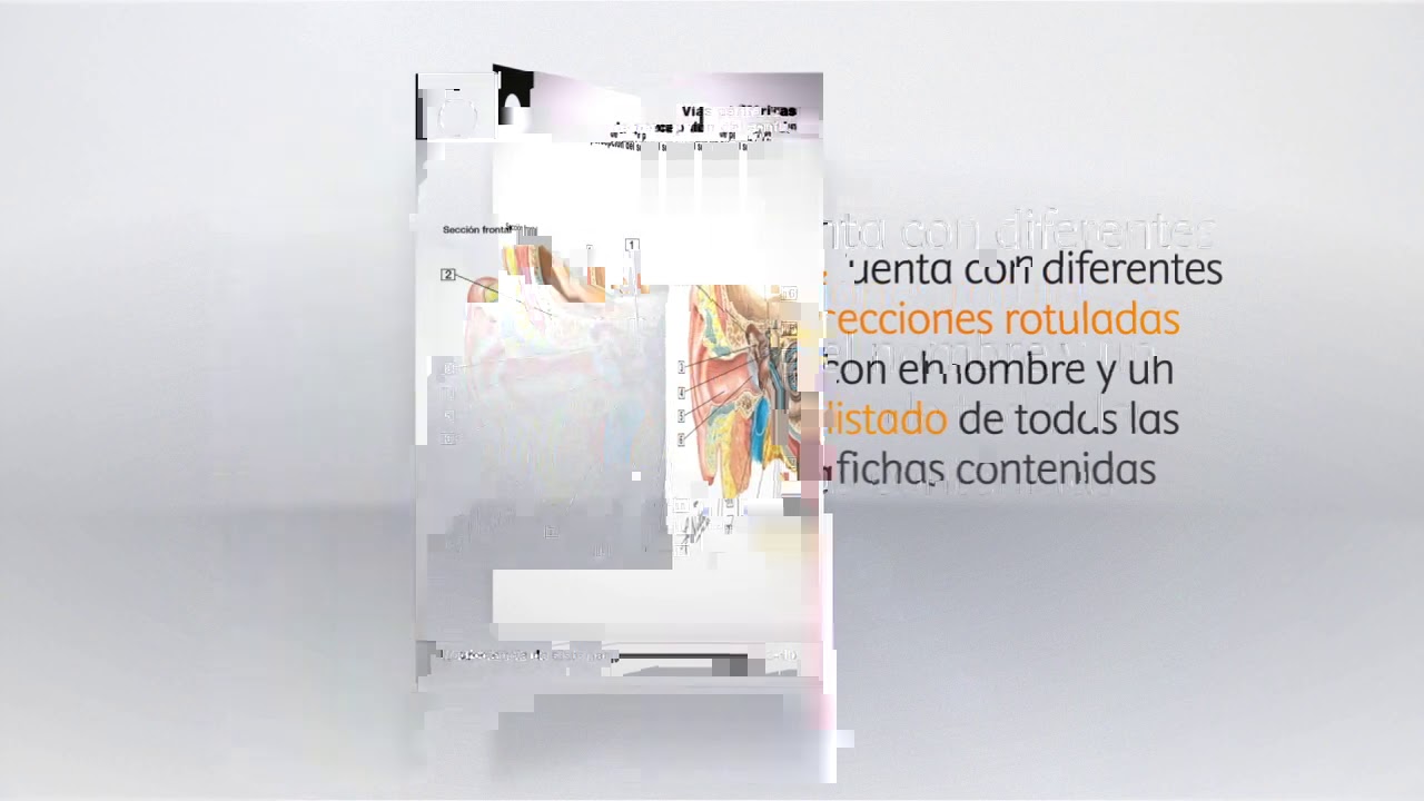 Netter. Flashcards de neurociencia
