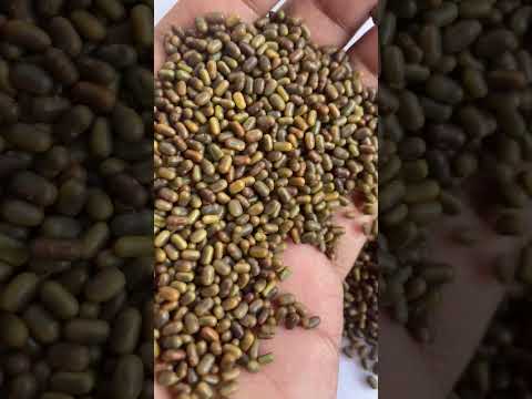 Sesbania Seed - Wholesale Price & Mandi Rate for Dhaincha Seeds in India