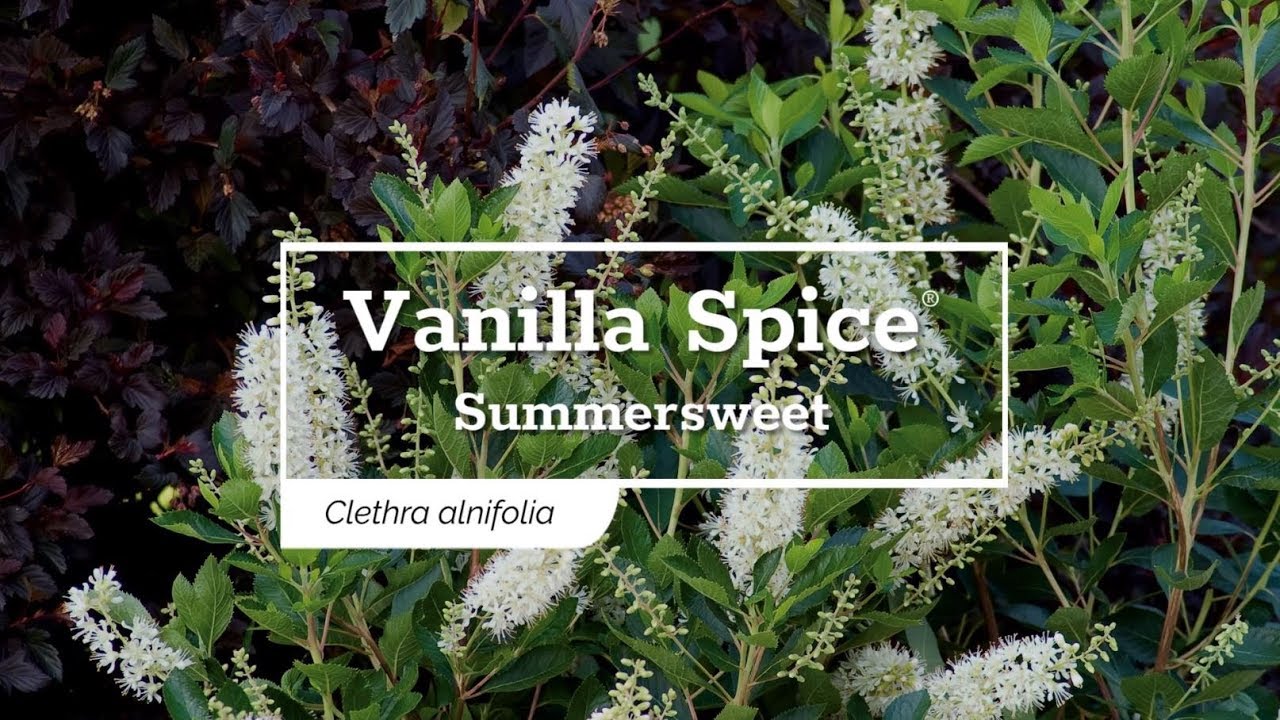 30 Seconds with Vanilla Spice® Summersweet