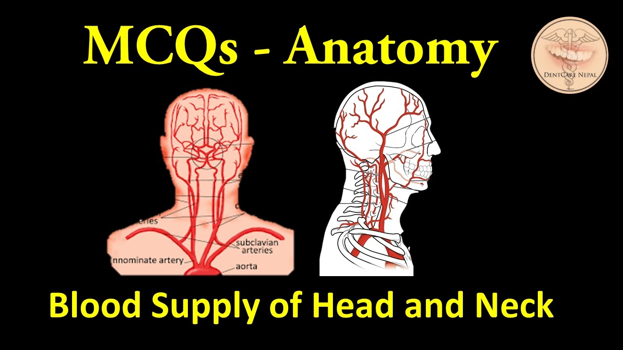 MCQs on Blood Supply of Head and Neck  - Anatomy MCQs  for  NBDE, NDEB, AIPGEE, AIIMS, ADA, etc.