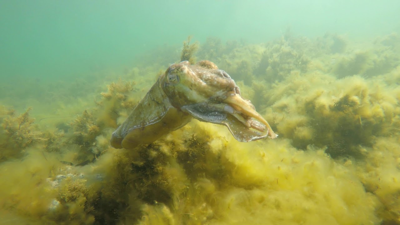 Research and collections videos | SA Museum