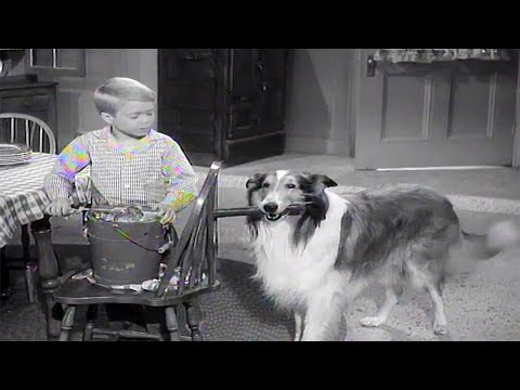 Lassie❄️???? A Christmas Story❄️????Christmas Special ❄️????Christmas Movie For Kids ❄