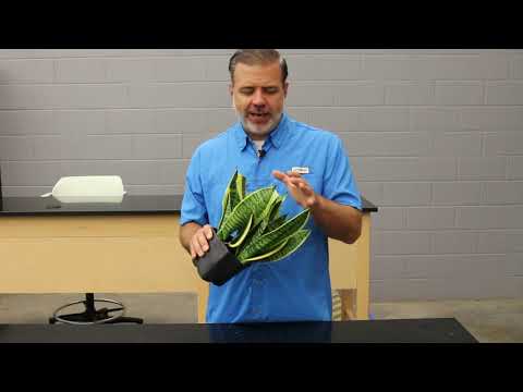 Snake plant (Dracaena trifasciata) - Plant Identification