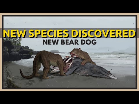 New Species Discovered: New Beardog