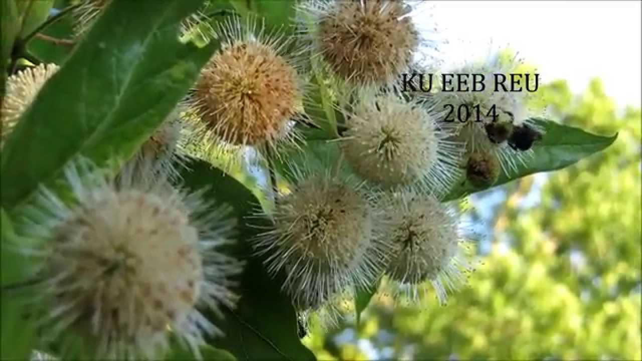 REU 2014