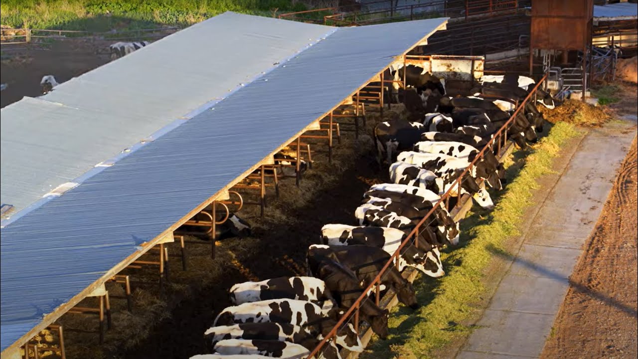 Dairy Management - Program Overview