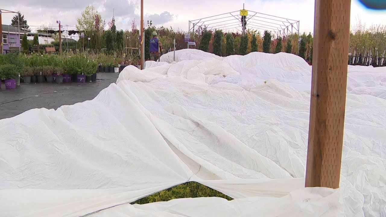 Worried for your garden? Utah experts weigh in on how to help protect from the freeze