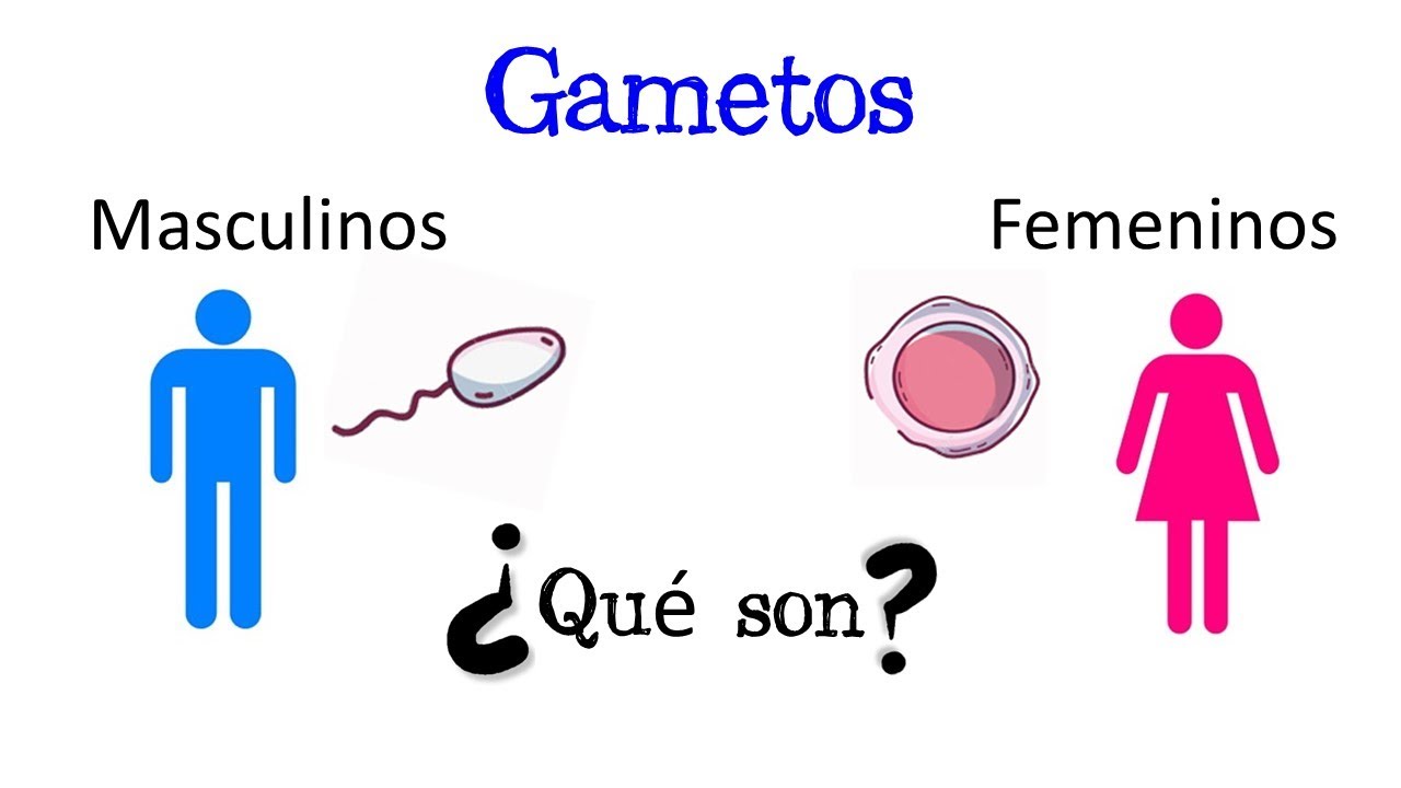 💥 What are Gametes? 💥 [Easy and Quick] | BIOLOGY