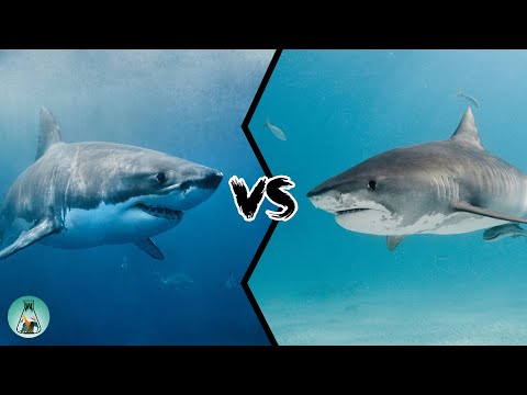 GREAT WHITE SHARK VS TIGER SHARK - Which is the strongest?