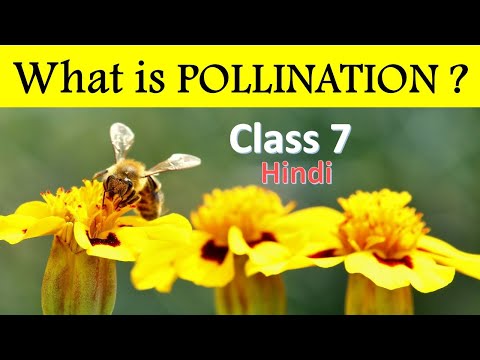 What Is Pollination? | POLLINATION | Pollination in plants class 7 in Hindi