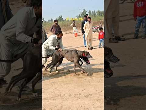 animals video 'dogs video #animals #reels #ytshorts #reels