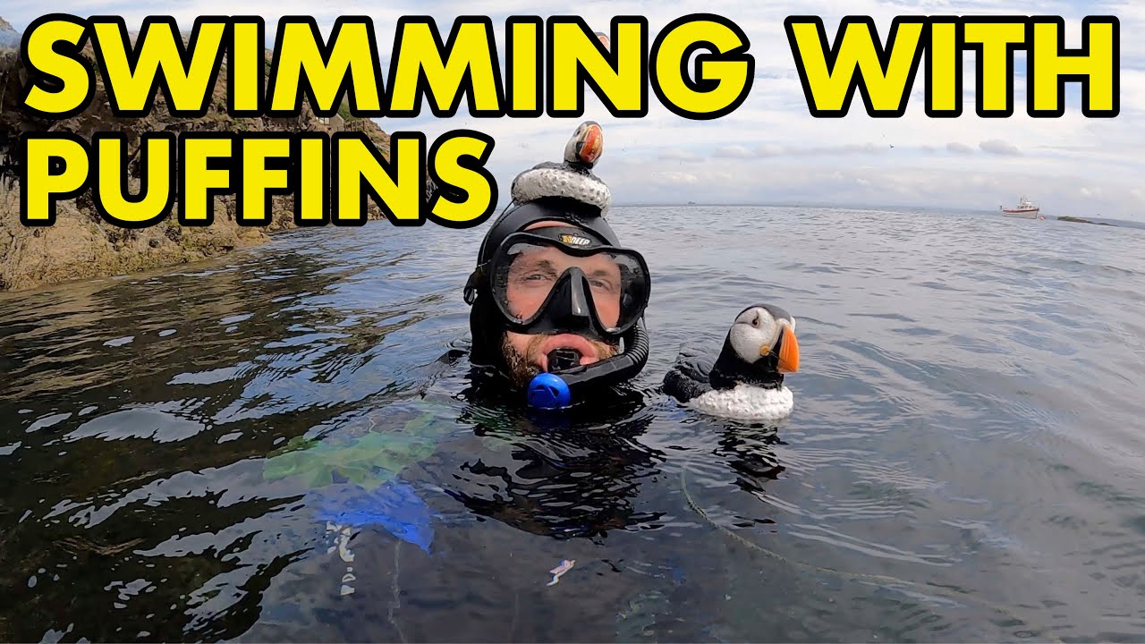 Swimming with Puffins UK!