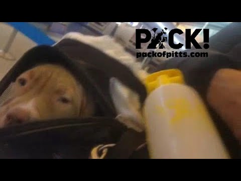 Buffalo Airport Parking Lot With Puppy During Snow Storm