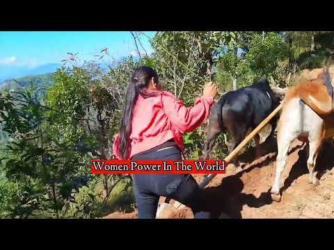 woman ploughing oxen | nepal village life | woman hard working in the village| woman powerin farmer