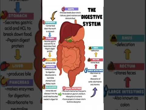 The Digestive System Explained – How Your Body Processes Food!