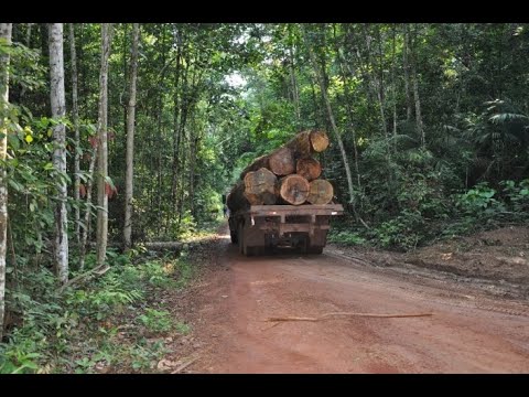 Is forest management really a tool for the conservation of tropical forests ? -Plinio Sist