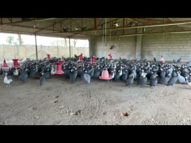 Guineafowl Birds - Fowl Chicks( ginni koli) Trader - Wholesaler ...