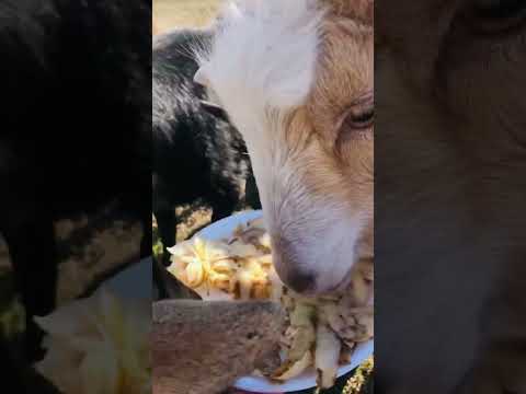 Goats go crazy over potato skins