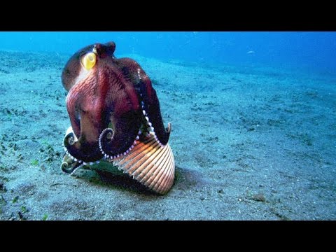 These 8 Animals Make and Use Tools Just Like We Do